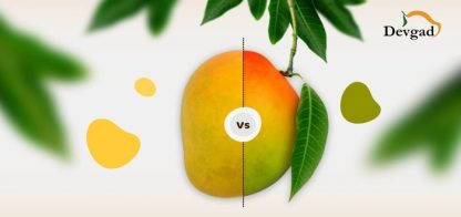 How to Identify The Real Devgad Alphonso Mango – Devgad Mango